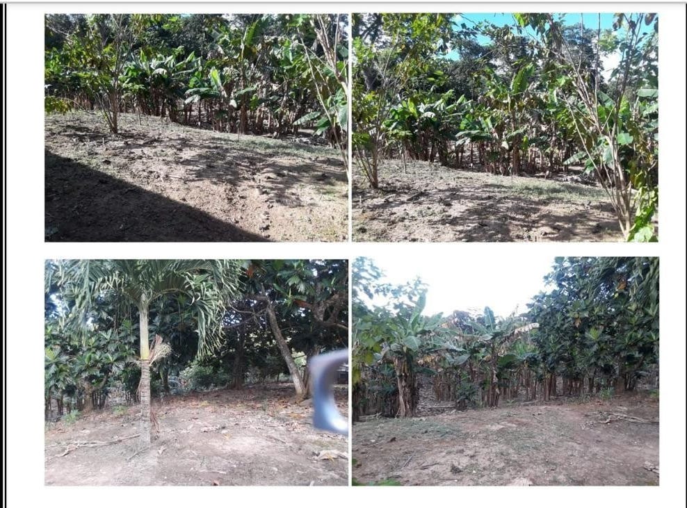 10 Acres Plantation w/ Pig Stye - Mullins River, Mullins River - Stann ...