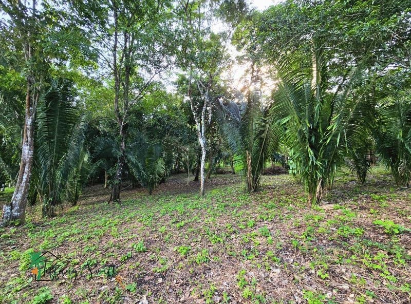 #4223 – Hilltop Lots with Stunning Views in Quaint Village – Bullet ...