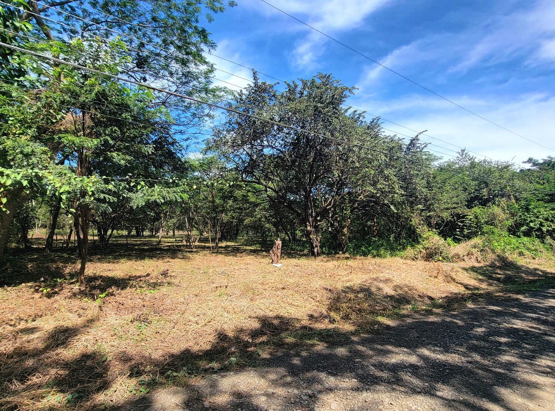 SARDINAL, CARPINTEROGUANACASTE, CARRILLO, SARDINAL, Playa del Coco ...