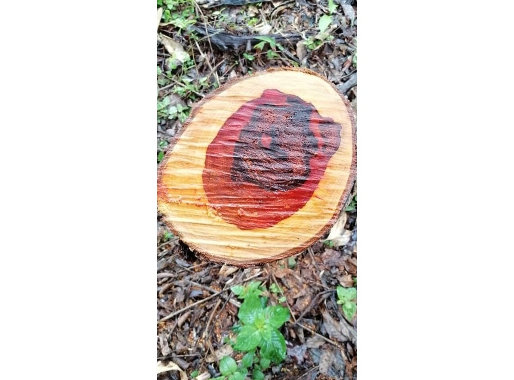 Hacienda de Amor Norte: The Largest Cocobolo Plantation in Costa Rica ...