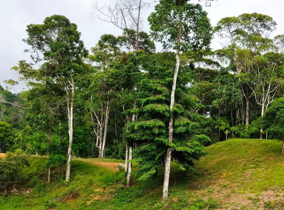 De la entrada la Ceiba 900 mts al sur, lote vacio a mano izquierda ...