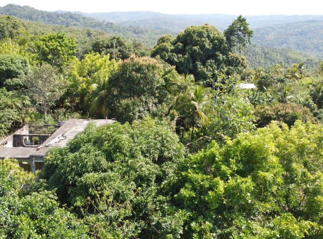 DRESSIKIE, Lambkin Hill, St. Mary Parish Land for Sale - realtor.com