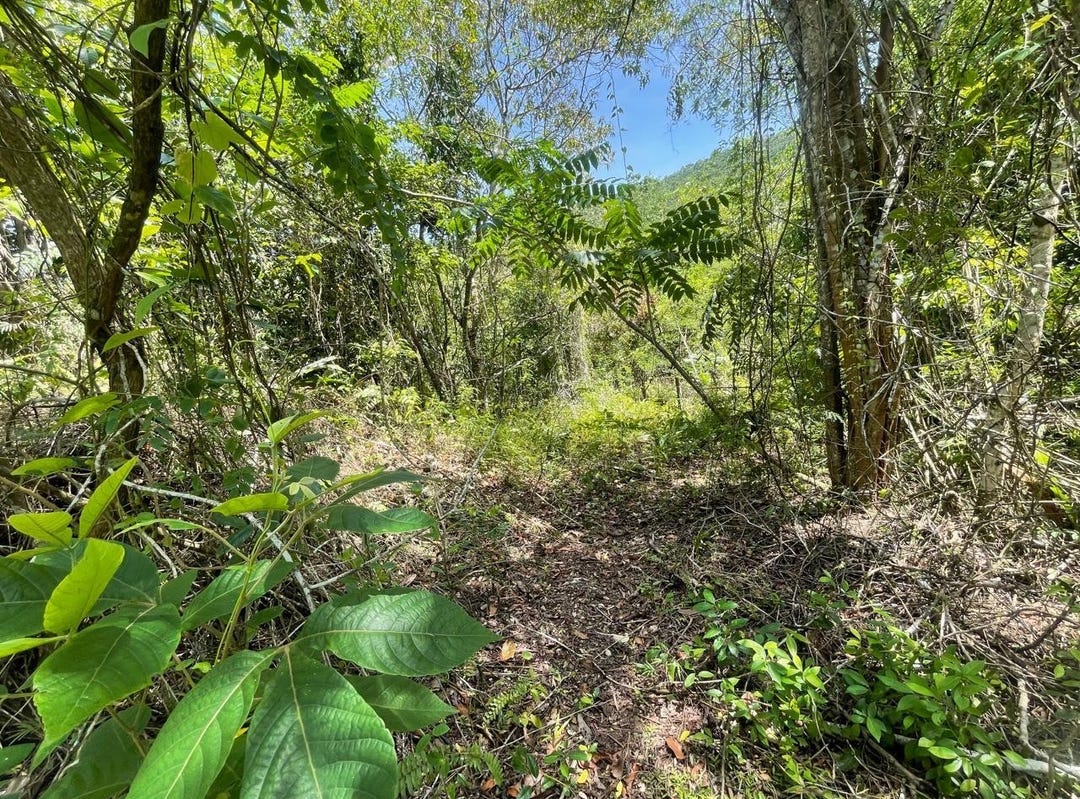 21 RED HILLS, Red Hills, St. Andrew Parish Land for Sale - realtor.com