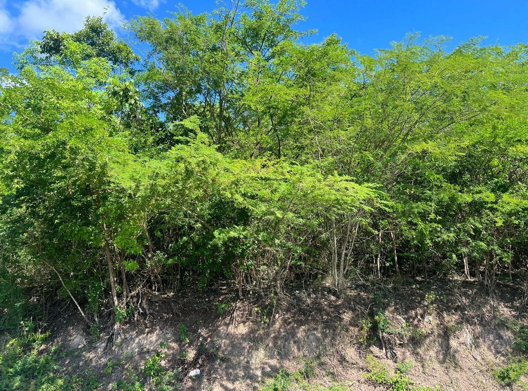 SEVENS PLANTATION, May Pen, Clarendon Land for Sale - realtor.com