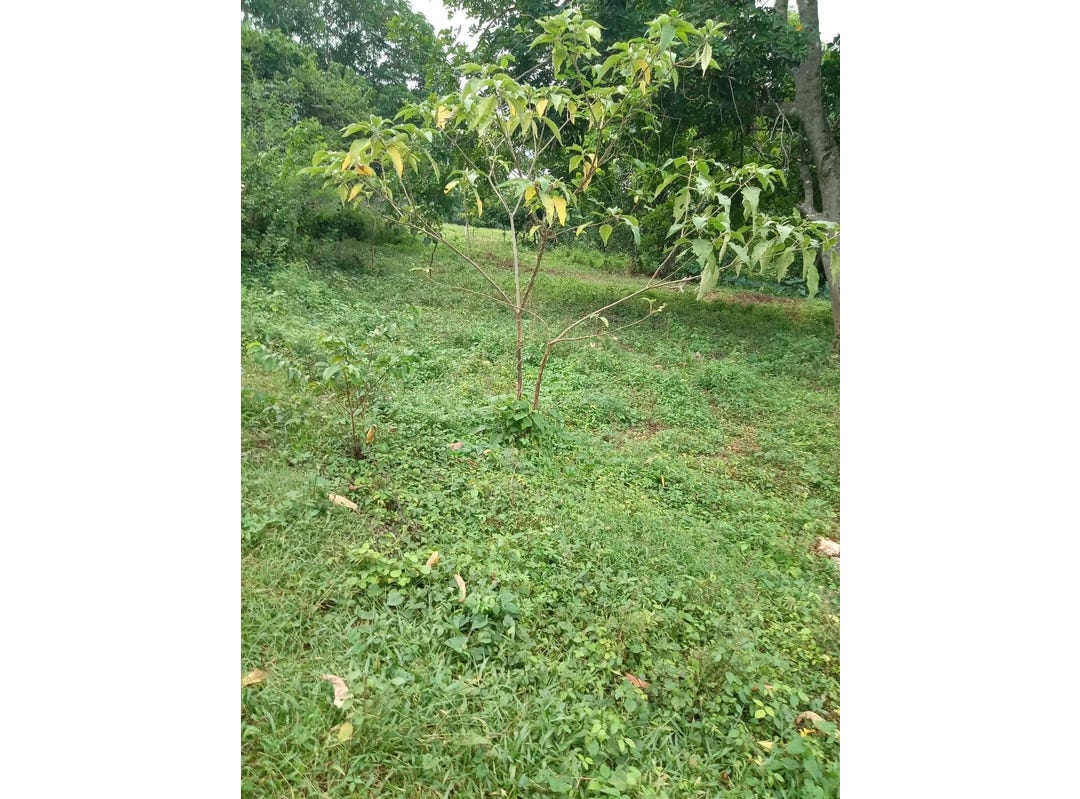 LEEDS, ST. ELIZABETH, Leeds, St. Elizabeth Parish Land for Sale ...