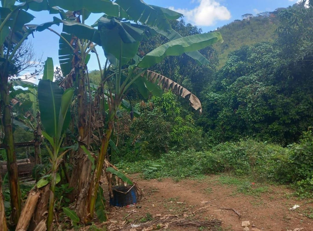 TEMPLE HALL, Golden Spring P.O., St. Andrew Parish Land for Sale ...