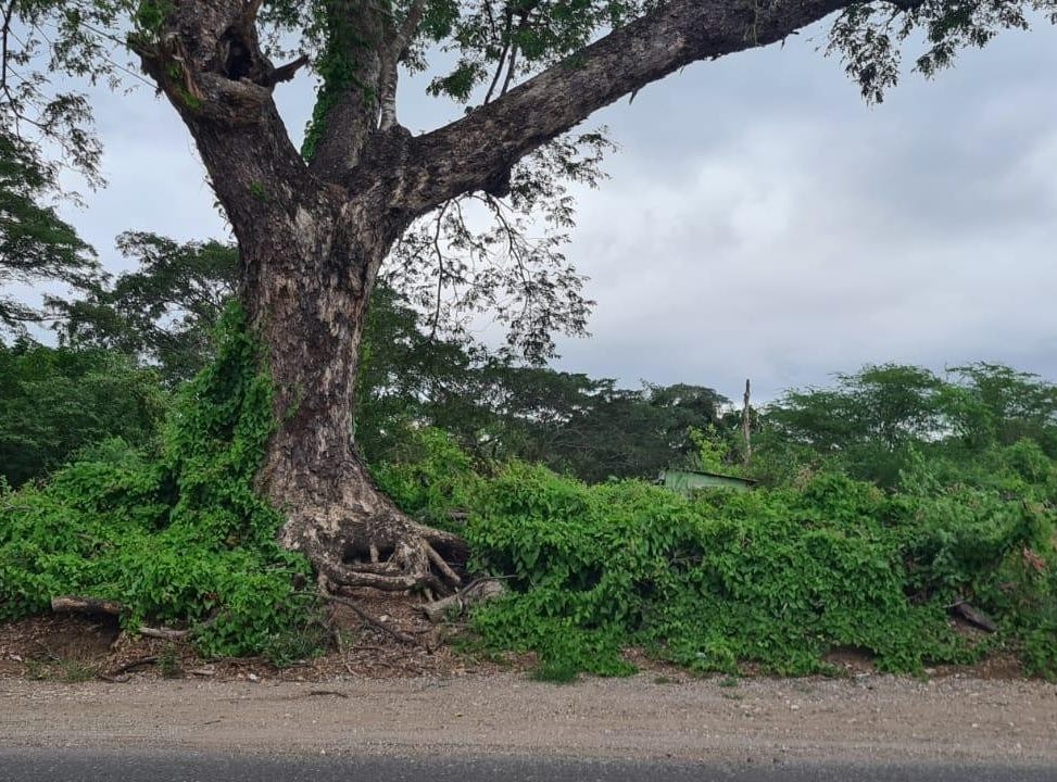 CHURCH PEN, Old Harbour, Saint Catherine Parish Land for Sale ...