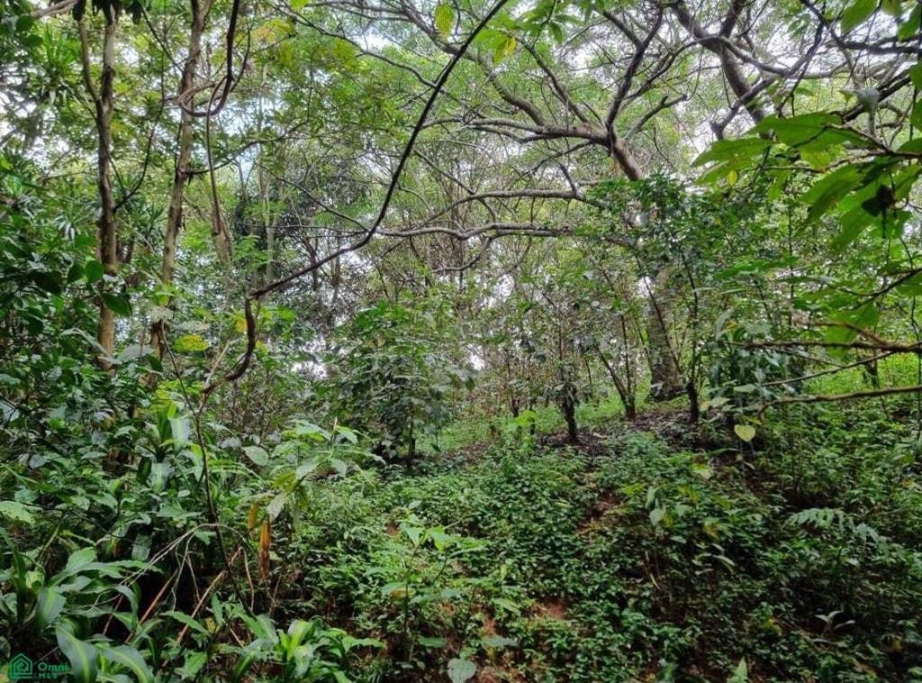 Sarchí Norte, Valverde Vega, Alajuela, Alajuela Province Land for Sale ...