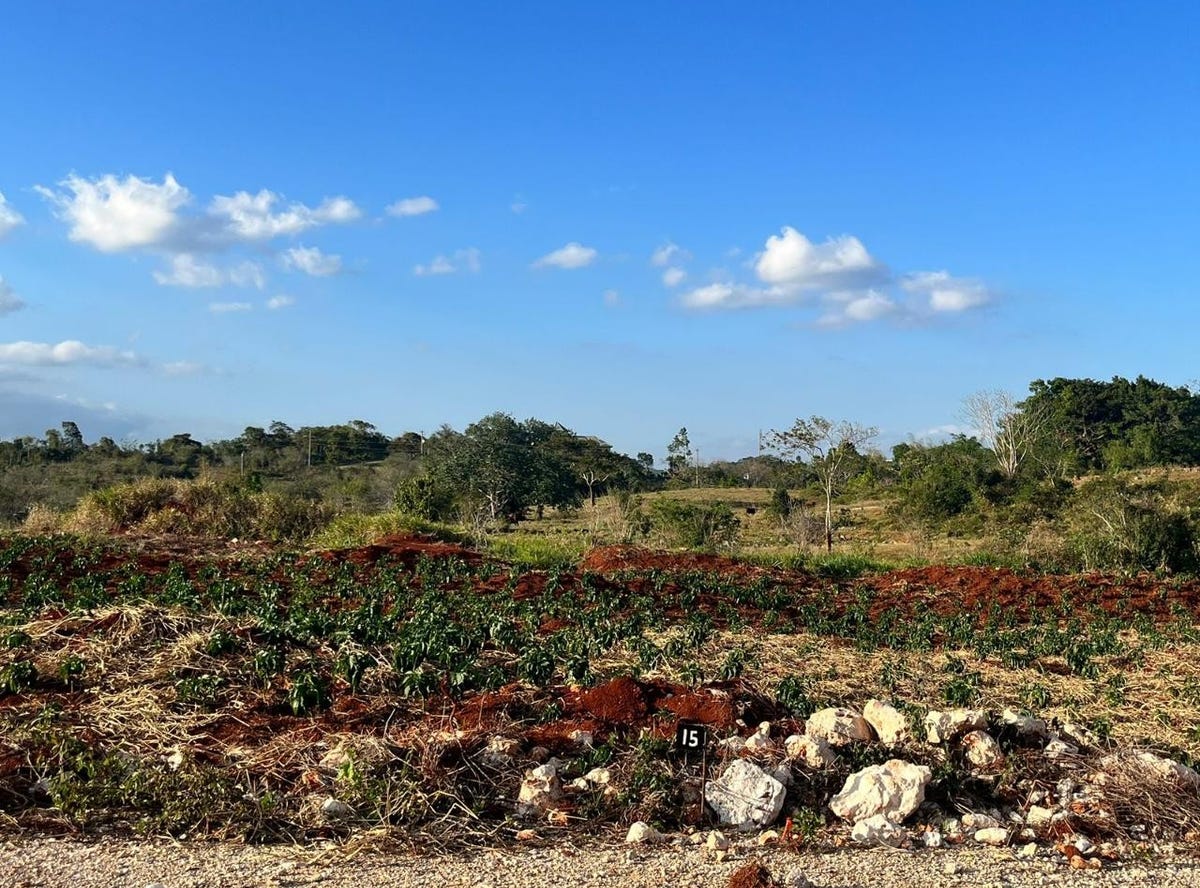 XFHV+MWV, Knockpatrick, Jamaica, Knockpatrick, Manchester Parish Land ...