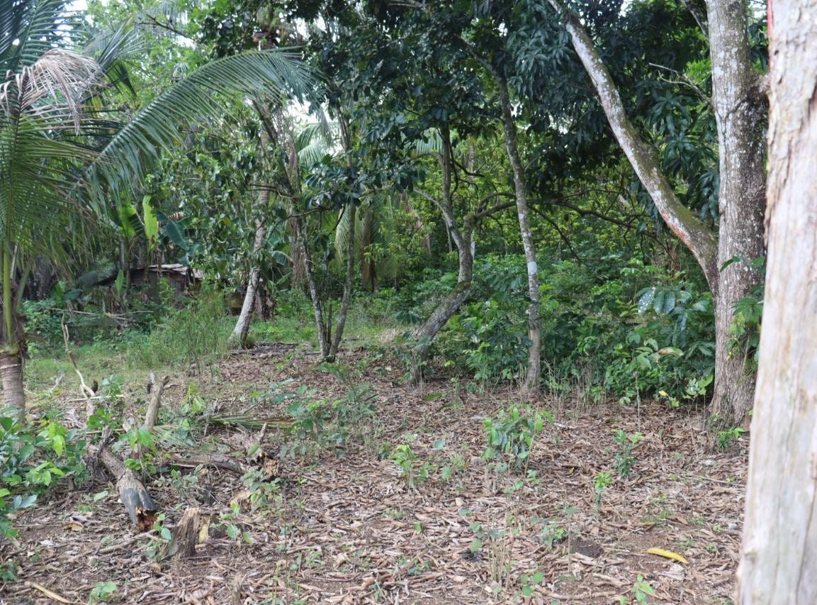 ELIM DISTRICT, BRAES RIVE, Braes River, St. Elizabeth Parish Land for ...