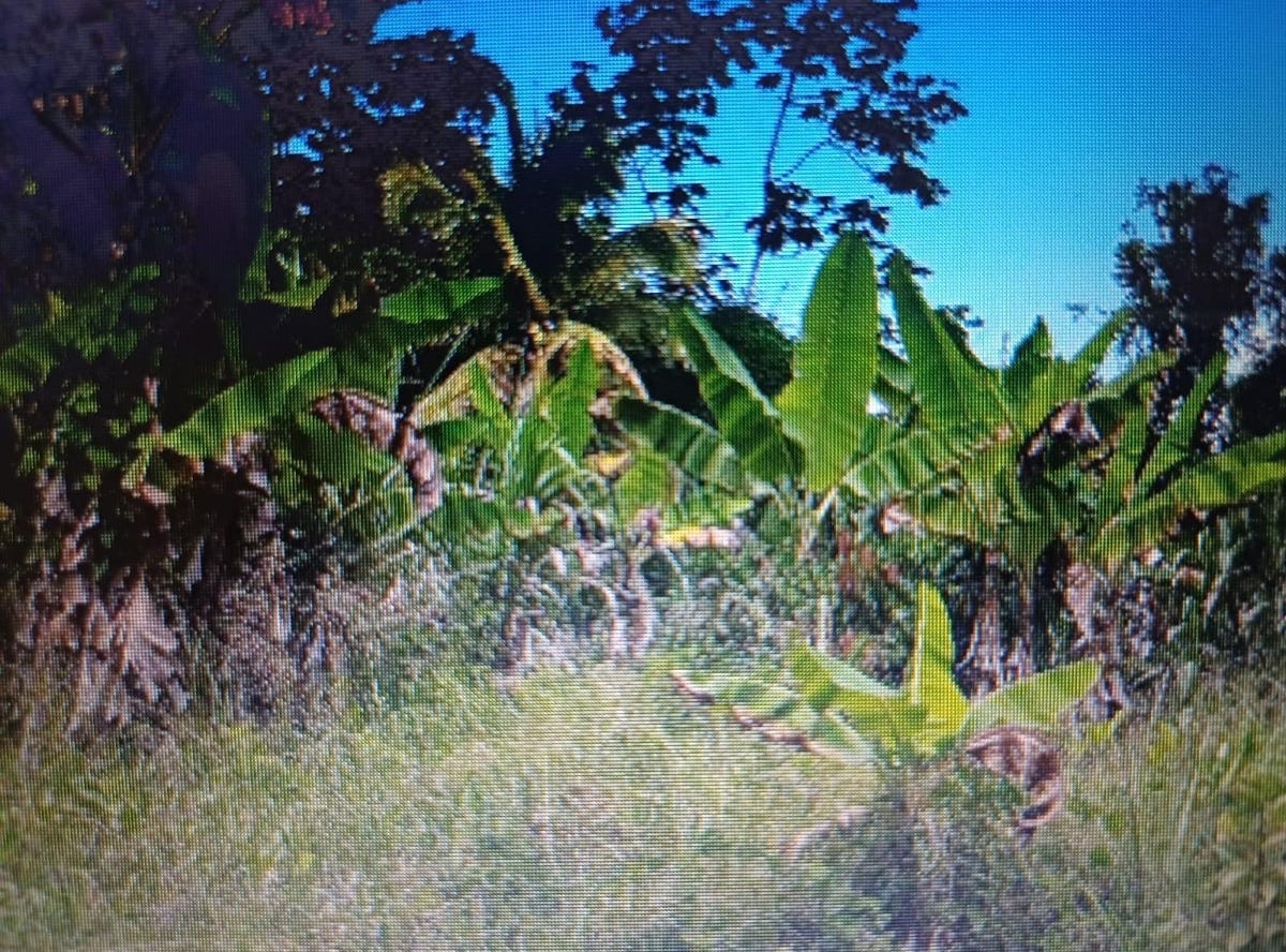 RAGVILLE, GUYS HILLS, ST., GUYS HILL, Saint Catherine Parish Land for ...