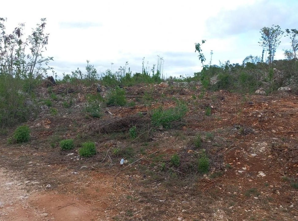 HALSE HALL, CLARENDON, May Pen, Clarendon Land for Sale - realtor.com