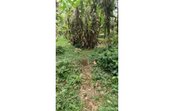 Pak Putu Farm, Dalang Kel., Selemadeg Timur, Tabanan, 82165, Indonesia ...