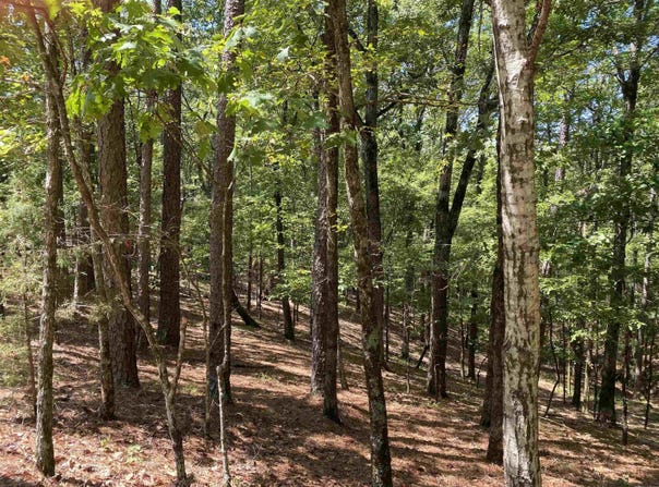 9 Hillside Trail, Mount Ida, AR 71957 Other for Sale - RealEstate KH