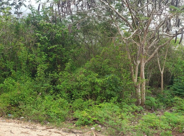 51 HALSE HALL, MAY PEN, May Pen, Clarendon Land for Sale - RealEstate KH