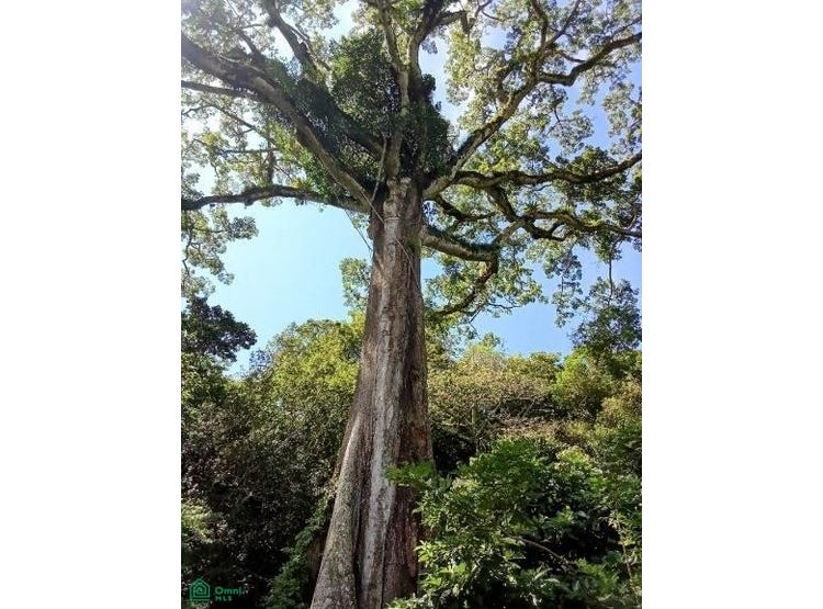 LAS PALMAS DE TRONADORA , Tronadora, Tilaran, Guanacaste, Tilaran ...