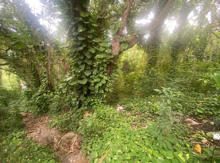 9 OLD HOTEL ROAD, SHAW PARK unit: lot 9, Shaw Park, St. Ann Parish Land ...
