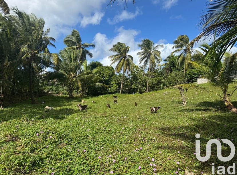 Morne-à-l\'Eau, Pointe-a-Pitre 97111 Terrain/Développement en venta ...