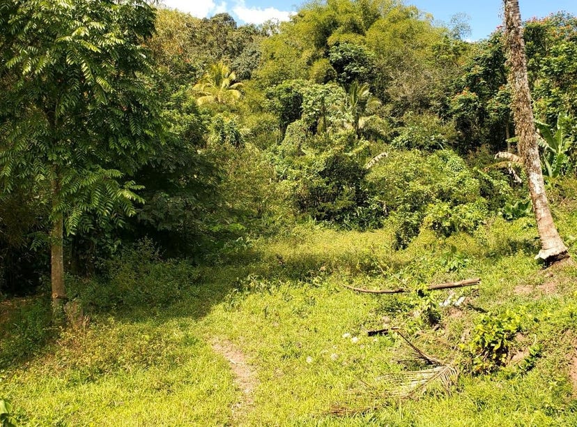 MOUNT DAKIN, Brandon Hill, St. Andrew Parish Land for Sale - RealEstate KH