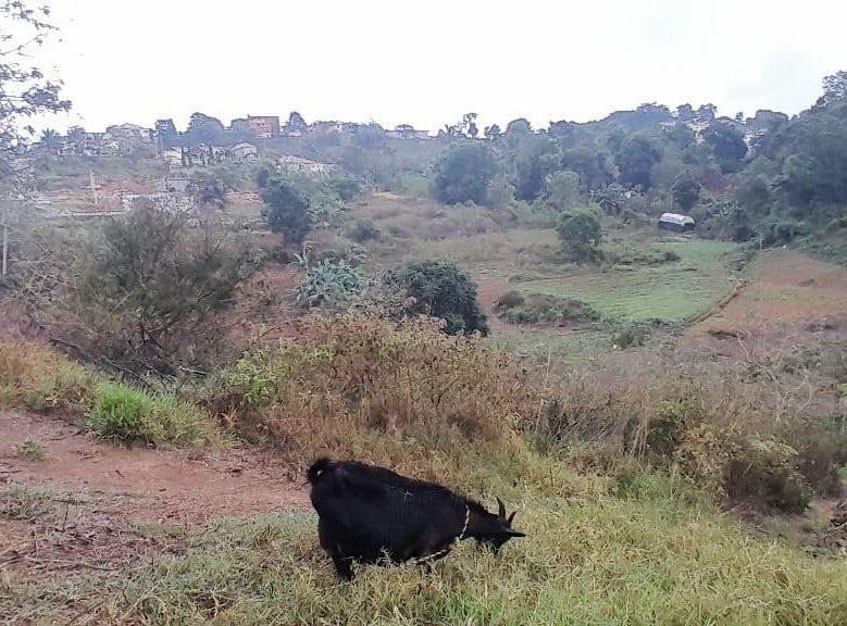 Lot 24 DENHAM FARM, CHRISTIANA,, Christiana, Manchester Parish Land ...