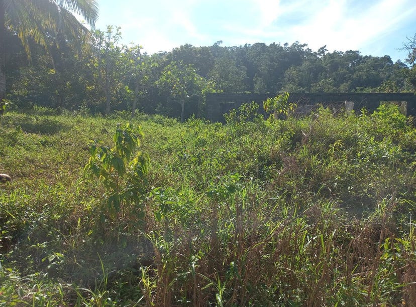 LILYFIELD, Bamboo, St. Ann Parish House for Sale - realtor.com