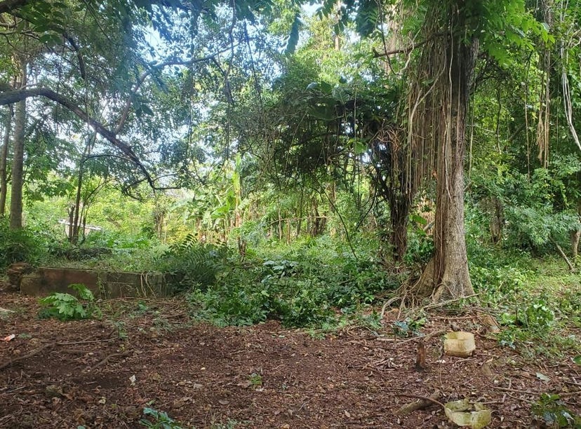 BELLE CASTLE, PORTLAND, 1575, Portland Parish Land for Sale - realtor.com