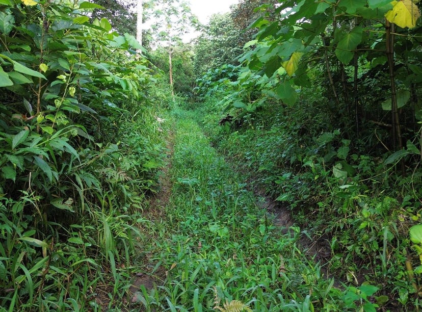 POTRERILLOS, DOLEGA, CHIRIQUI, Dolega, Chiriqui Rural for Sale ...